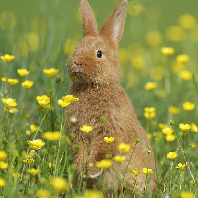 2022 Pisces New Moon begins Water Rabbit Month - Susan Levitt